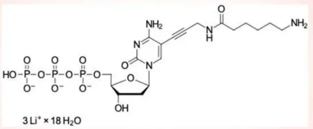 氨基-11-dCTP，DNA合成的关键原料，细胞内代谢途径的中间产物，在生物体内具有重要的作用-CSDN博客