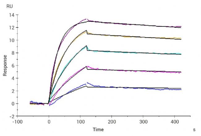 SPR技术：生物分子相互作用检测的 “金标准” - MedChemExpress_spr验证-CSDN博客