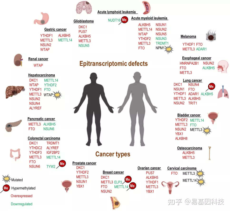 易基因｜深度综述：癌症中RNA修饰机制的遗传和表观遗传失调（m6A+m1A+m5C+ψ）_adar3 脑-CSDN博客