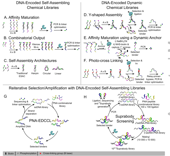 Angew|DNA编码库：利用达尔文进化论充分发挥其潜力_screening (hts), dna-encoded libraries (del), and -CSDN博客