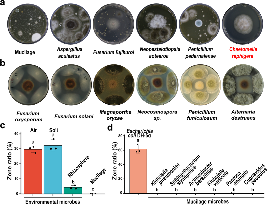 Microbiome | 中科院/农科院/浙大解析微生物介导的植物气生根黏液固氮功能及稳态维持机制...-CSDN博客