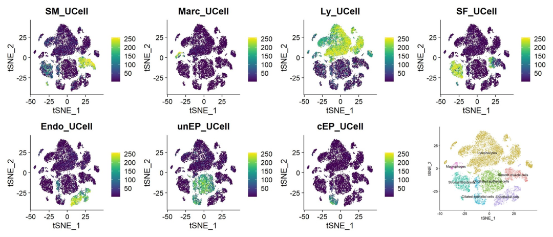 UCell:单细胞评分分析R包及可视化应用_ucell r语言-CSDN博客