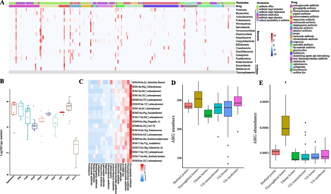 Microbiome | 石河子大学胡圣伟教授团队揭示马肠道微生物组组成及其功能-CSDN博客