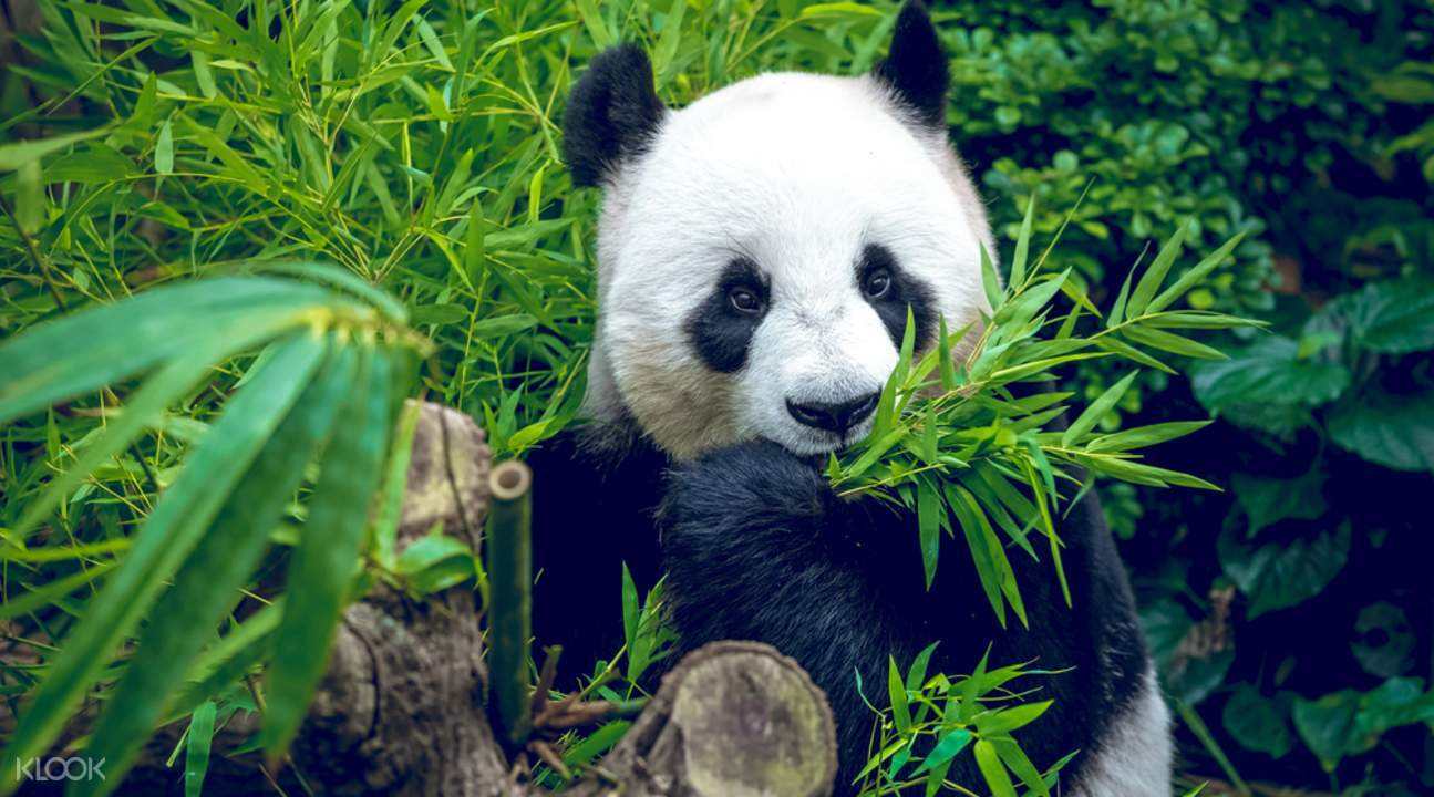 Plsql 一行数据中显示不为空的列9种常用padans可视化技巧，个人最喜欢的数据分析技巧推荐！ Csdn博客