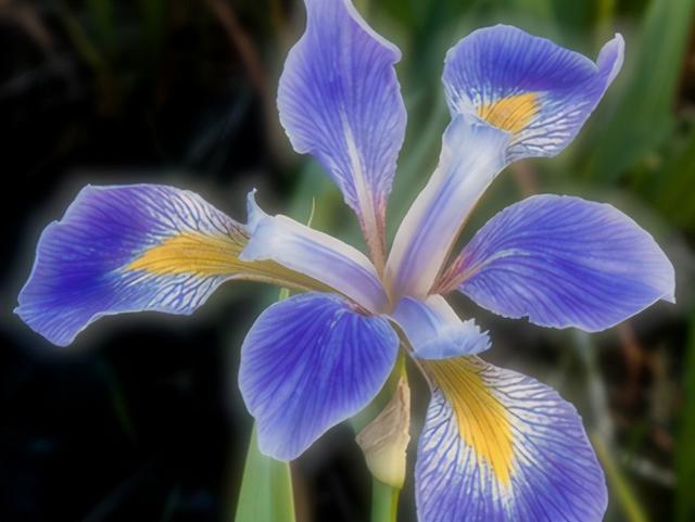 花瓣长度和花瓣宽度散点图鸢尾花python使用knn算法实现鸢尾花分类 Csdn博客