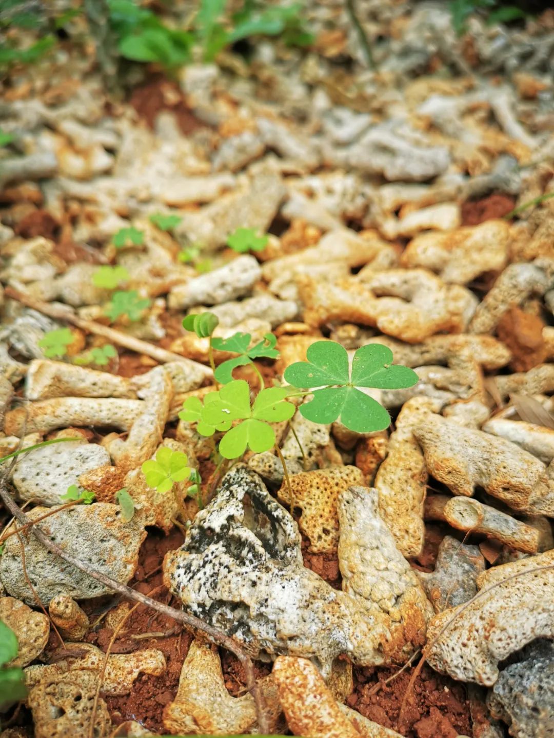 LiveVideoStack暂停商业化运营-CSDN博客