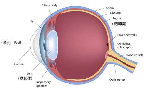 图形学笔记 -- Color and Perception（颜色和感知）_减色系统-CSDN博客