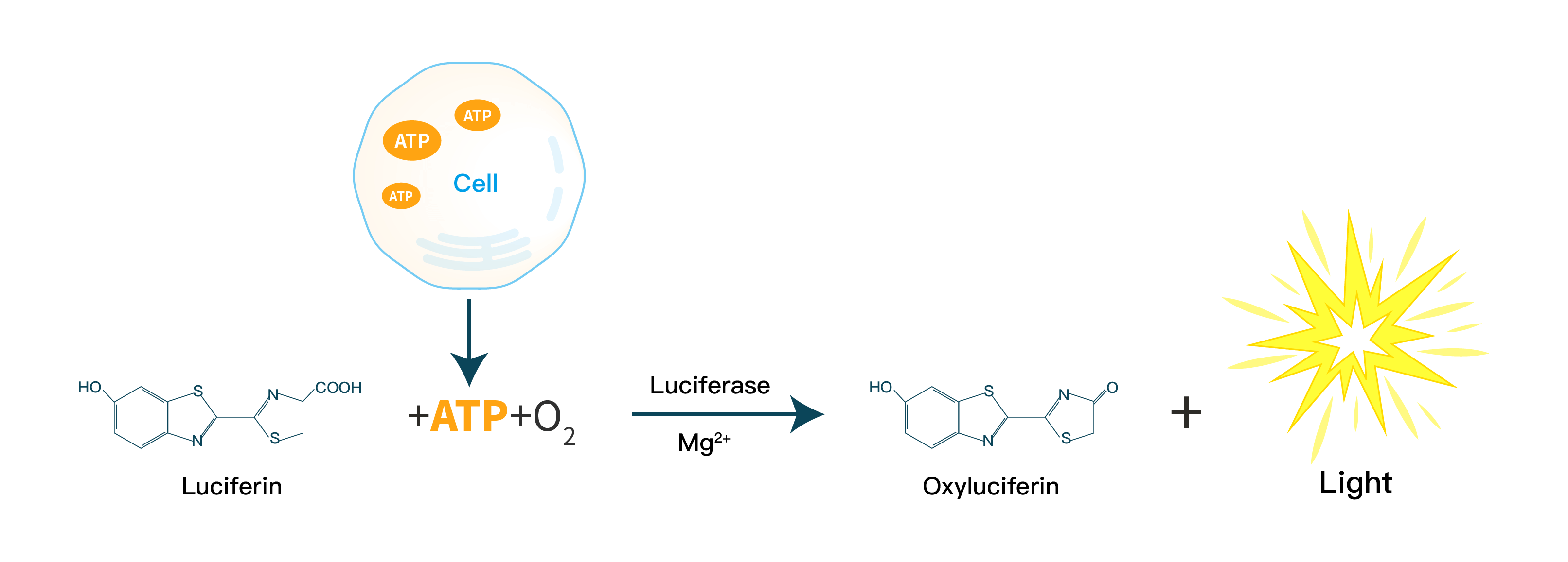 AbMole|AbMole增强型ATP细胞活力检测试剂盒（目录号 M55403）_ccl检测atp-CSDN博客