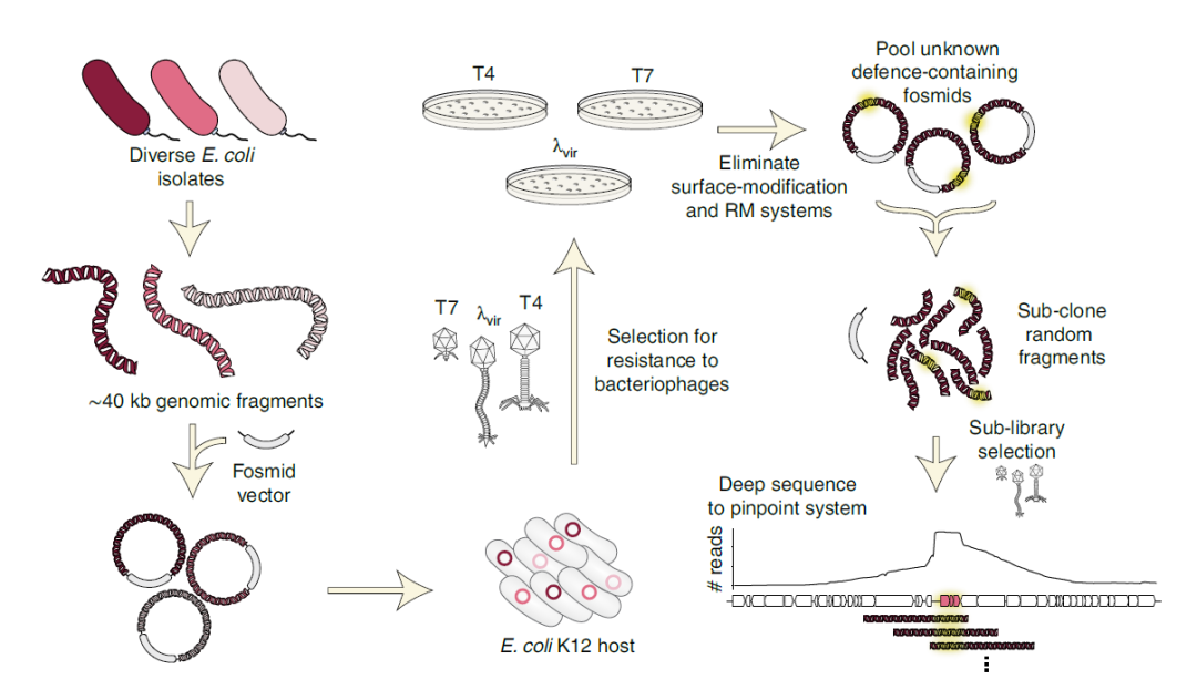 Nat. Microbiol. | 功能选择揭示大肠杆菌泛基因组中未被发现的抗噬菌体防御系统...-CSDN博客