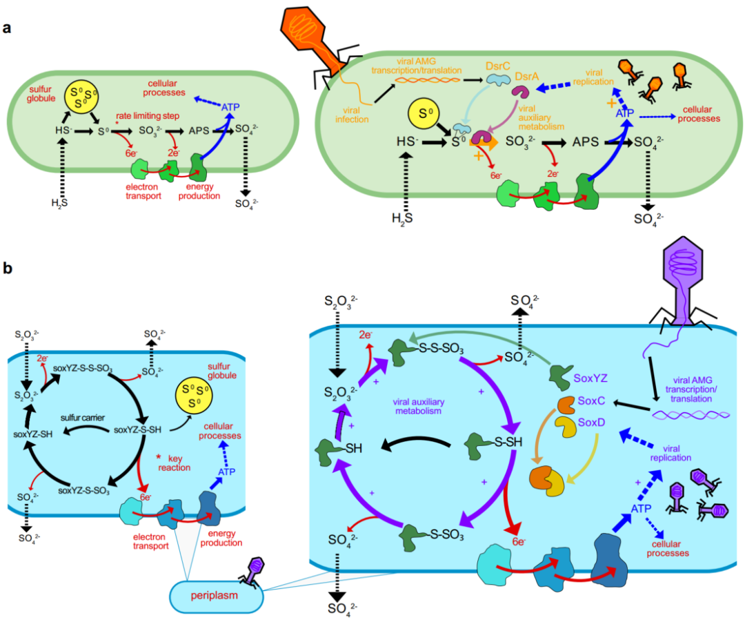 NC：噬菌体中无机硫辅助代谢基因的生态学研究-CSDN博客