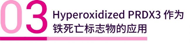 过氧化PRDX3作为铁死亡标志物的鉴定与应用 - MedChemExpress_identification of hyperoxidized prdx3as a ferropto-CSDN博客