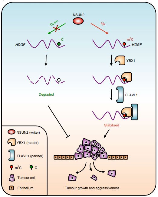易基因｜m5C RNA甲基化测序技术---从mRNA到全转录组（mRNA+lncRNA+tRNA）m5C单碱基分辨检测｜技术解读_rna m5c相关数据库-CSDN博客