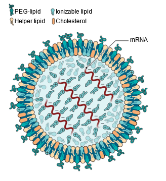 SM-102（CAS：2089251-47-6）：mRNA疫苗组分的热门脂质；SM-102科研用磷脂材料_可电离脂质 l319 sm102-CSDN博客