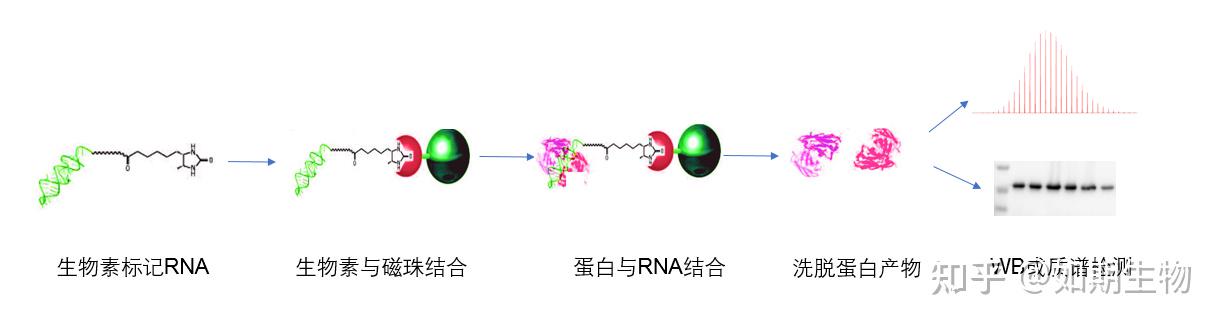 Rna Pull Down蛋白互作分析蛋白鉴定实验pull Down 质谱分析结果查看 Csdn博客 