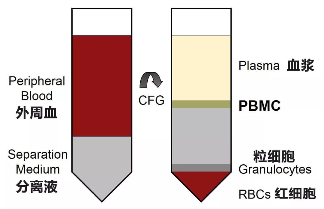 细胞专刊 | PBMC/人骨髓单个核细胞_正常人pbmc数量-CSDN博客