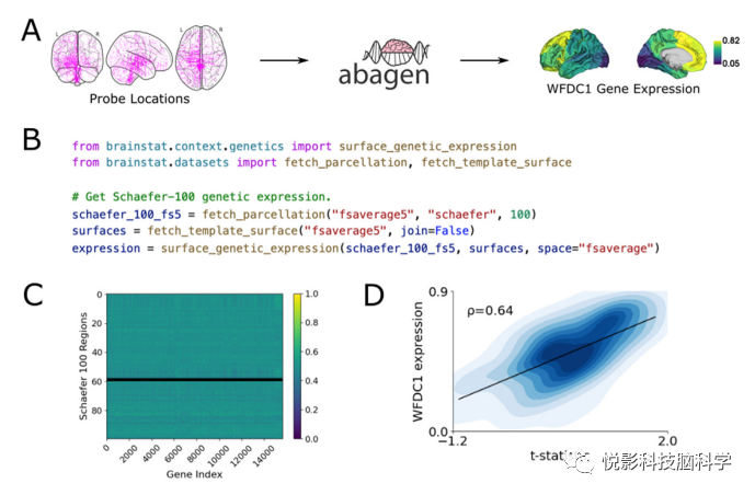 BrainStat：一个用于全脑统计和多模态特征关联的工具箱-CSDN博客