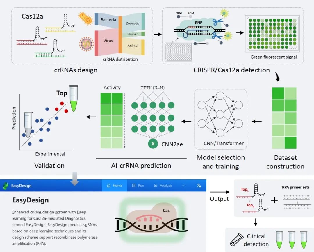 iMeta | 之江实验室/农科院基因组所联合开发CRISPR/Cas12a检测体系crRNA智能设计平台...-CSDN博客