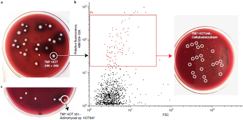 Nature Biotechnology|利用反向基因组学技术定向分离未培养细菌_tm7a菌-CSDN博客
