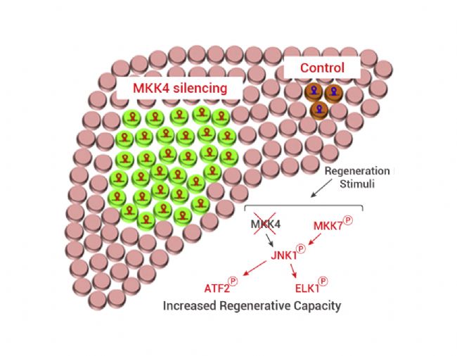 Cell 首创新药：HRX215 增强肝脏再生 | MedChemExpress_hrx-215-CSDN博客