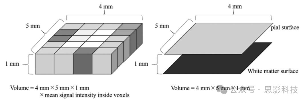 使用VBM和SBM在皮质形态分析中的优势_表面形态学测量技术sbm用t1wi图像可以吗-CSDN博客