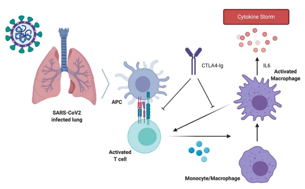 CD80/CD86在免疫治疗中的应用与前景_cd86是什么_爱博泰克生命科学的博客-CSDN博客