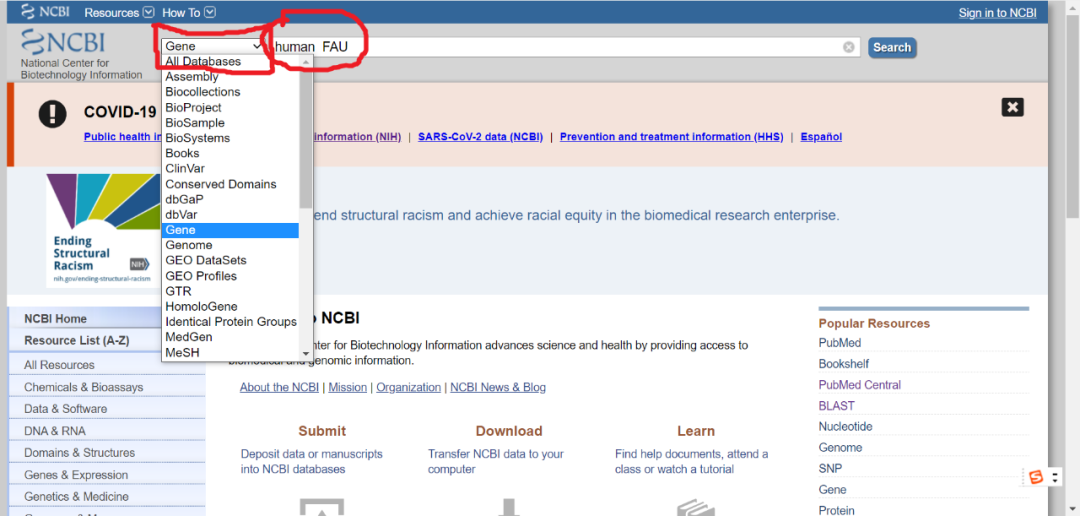 如何寻找基因的启动子——NCBI版_启动子序列怎么找-CSDN博客