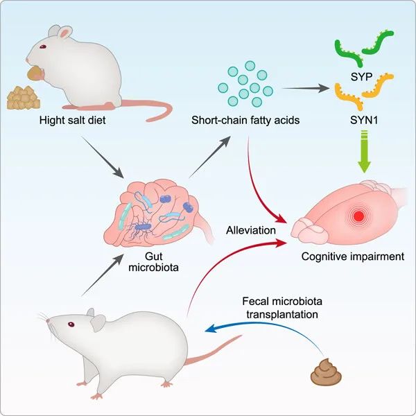iMeta | 南方医科大学刘志华揭示高盐饮食诱导突触丧失和记忆损伤-CSDN博客