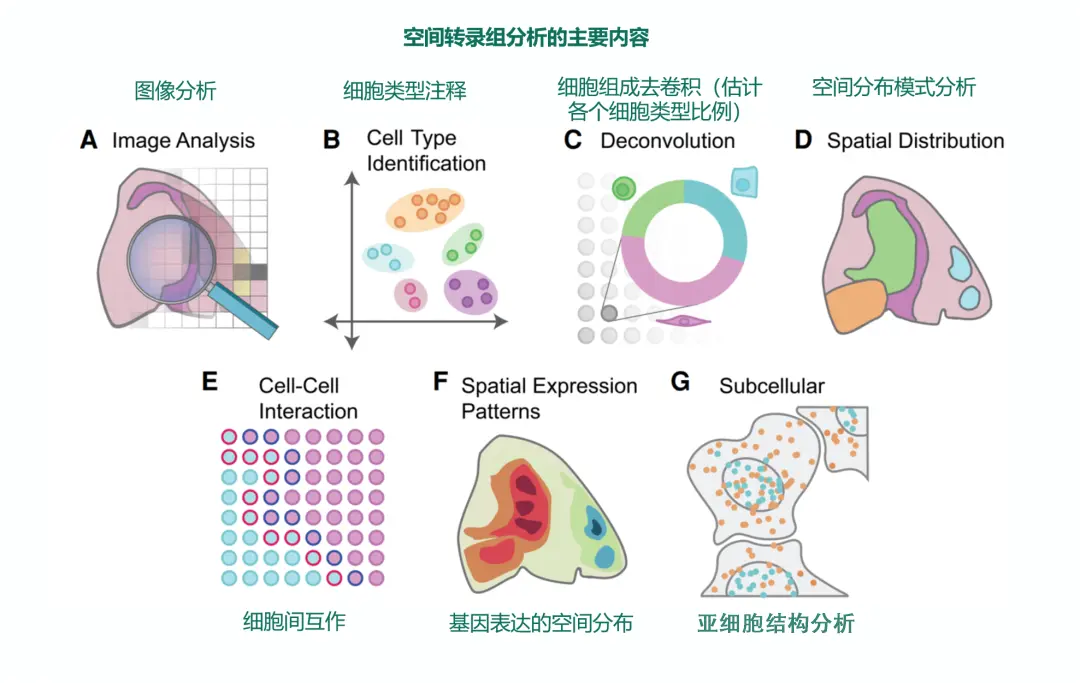 10X空间转录组思维导图-CSDN博客