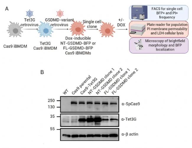 线粒体损伤：细胞炎性坏死 (焦亡) 的“不归路” | MedChemExpress-CSDN博客