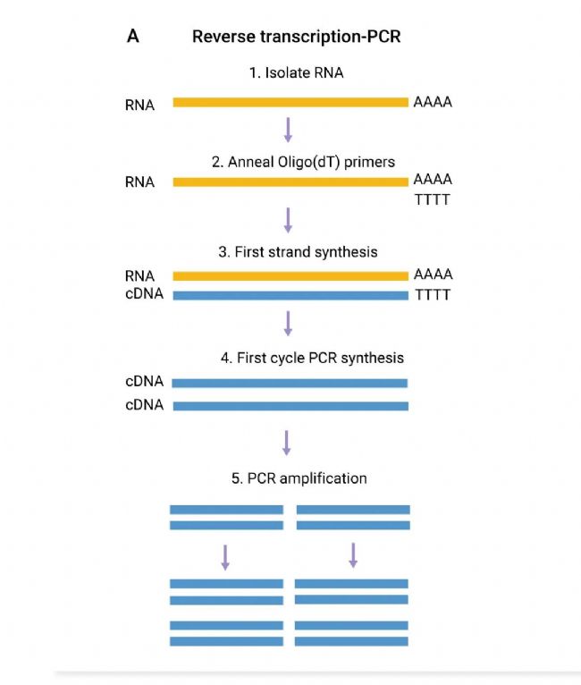 从基础到进阶：PCR、qPCR 和 RT-PCR 不是一回事儿 ？ |MedChemExpress (MCE)-CSDN博客