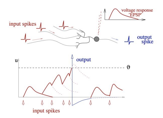 Matlab实现snn代码,SNN系列｜神经元模型篇(3)SRM_小农家的暮的博客-CSDN博客