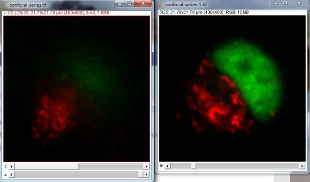 gels imagej 图片处理_老司机带你解锁ImageJ三维图片分析技巧-CSDN博客