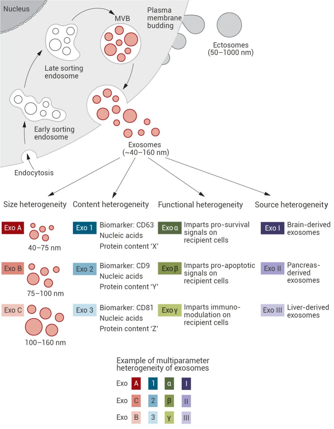 外泌体的特点、生物发生过程以及三大研究方向介绍 - MedChemExpress-CSDN博客