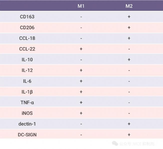 滴滴滴！巨噬细胞变形记：激活和分化指南 |MedChemExpress (MCE)_巨噬细胞 镜下 40倍-CSDN博客