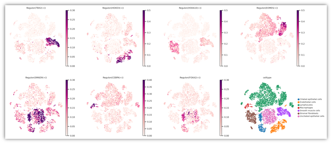 pySCENIC单细胞转录因子分析更新(2)：python版分析及可视化-CSDN博客