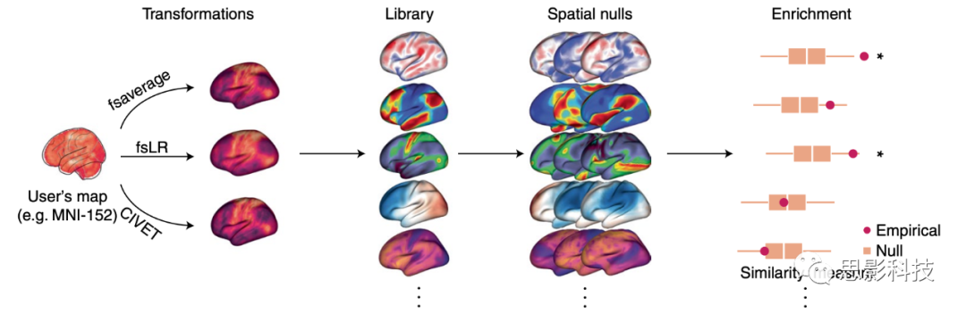 Neuromaps: 大脑结构和功能的图解-CSDN博客