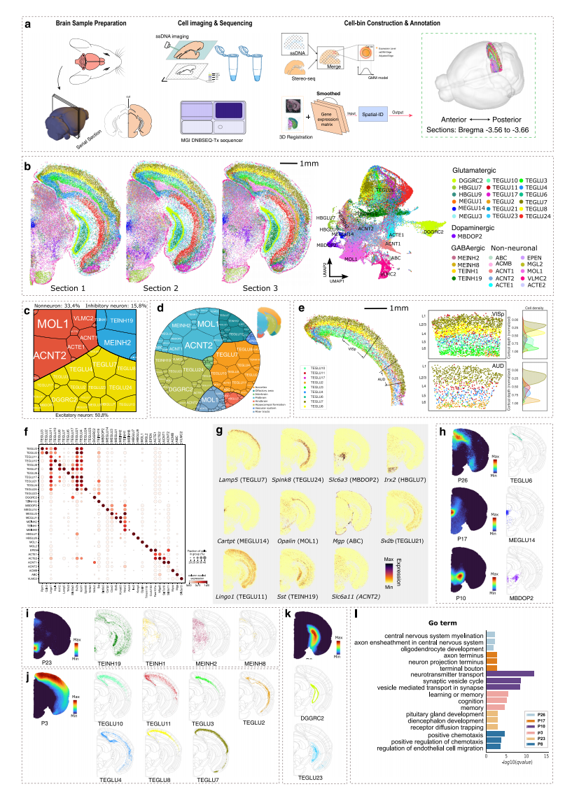 NC | Spatial-ID：通过迁移学习和空间嵌入进行空间高分辨转录组数据的细胞注释_spacial-id-CSDN博客