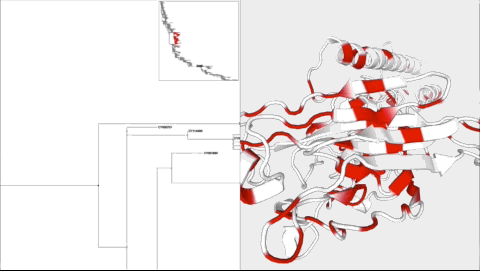 基于 phylotree.js 基因进化树可视化图谱（gene-tree）-CSDN博客