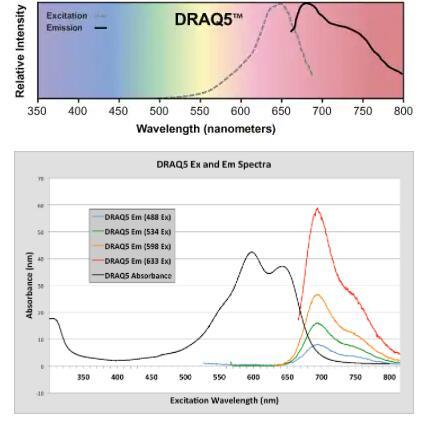 DRAQ5(0.3mM)，远红外DNA染料，激发波长(nm)：EXmax= 646_最大激发波长(exmax)-CSDN博客