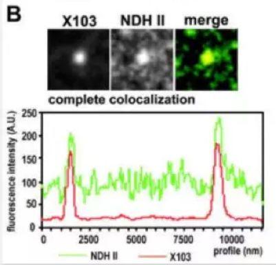 imagej得到灰度图数据_老司机带你解锁ImageJ划痕实验宽度分析_Hemsworth郑的博客-CSDN博客