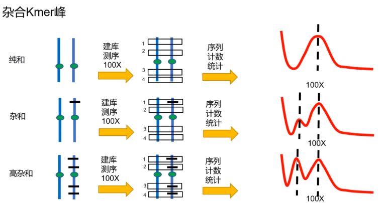 Kmer评估基因组-CSDN博客