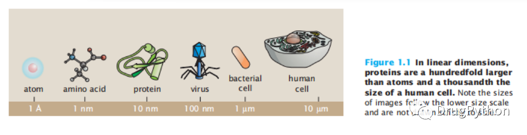 《Protein Actions Principles and Modeling》-《蛋白质作用原理和建模》中文分享（1）_蛋白质飘带模型 ...