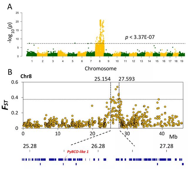 gwas snp 和_简化基因组 | 经典GWAS研究思路助你顺利发文-CSDN博客