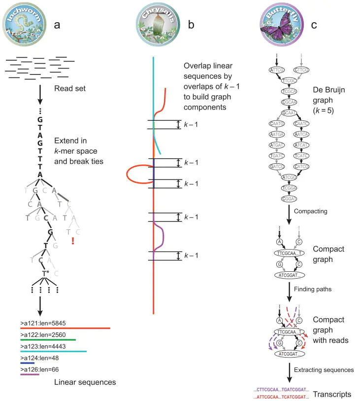 使用Trinity进行转录组组装_trimity 转录本-CSDN博客
