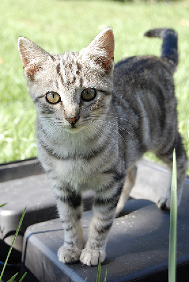 DashVector+DashScope升级多模态检索-CSDN博客