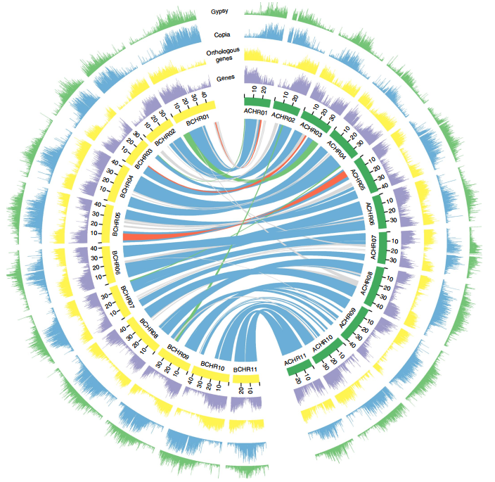 从零开始学Circos绘制圈图（一）-CSDN博客