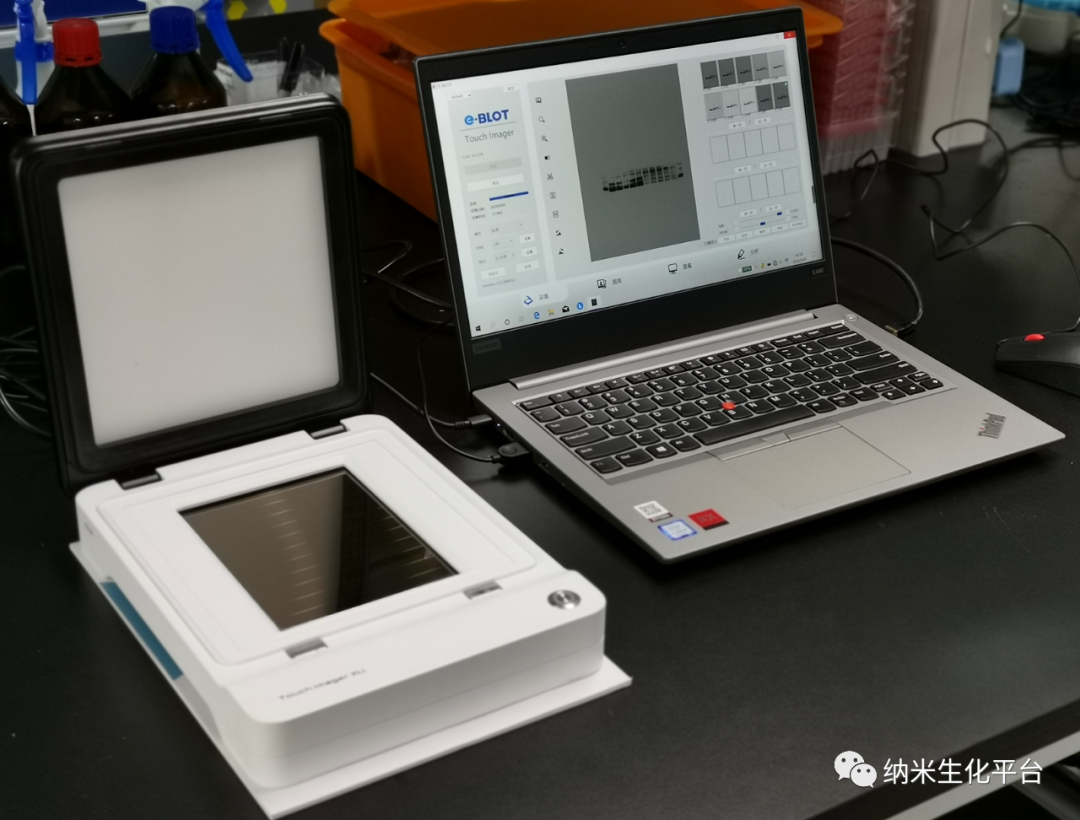 3蛋白wb_一秒搞定WB成像！还不快来免费试用eBlot?-CSDN博客
