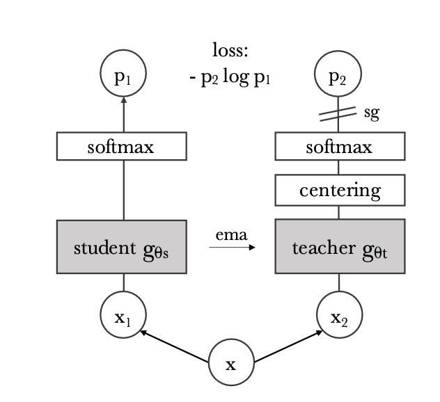 从零开始构建DINO模型与PyTorch：自监督视觉transformer-CSDN博客