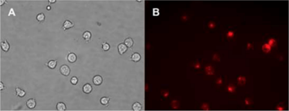 CYTO-ID®长期细胞示踪试剂盒（绿色/红色）-CSDN博客
