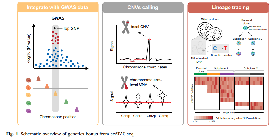 aBIOTECH | 中山大学徐锦课题组综述 scATAC-seq 数据分析方法-CSDN博客